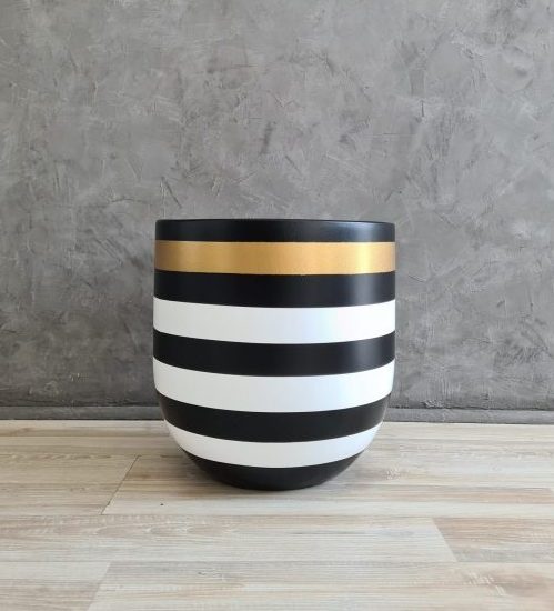 Golden Zebra - Potanical